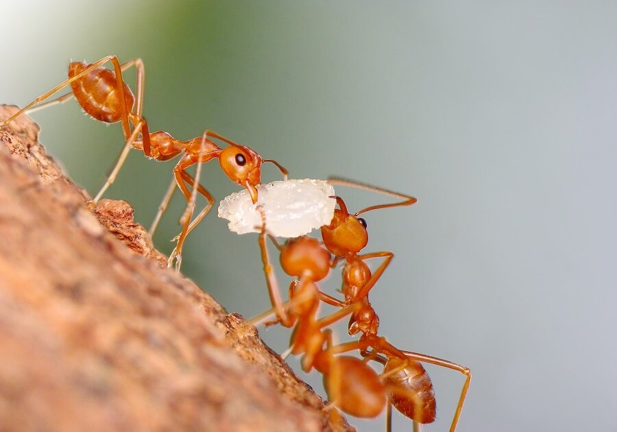 Look at the Ant! – Invisible Kingdom